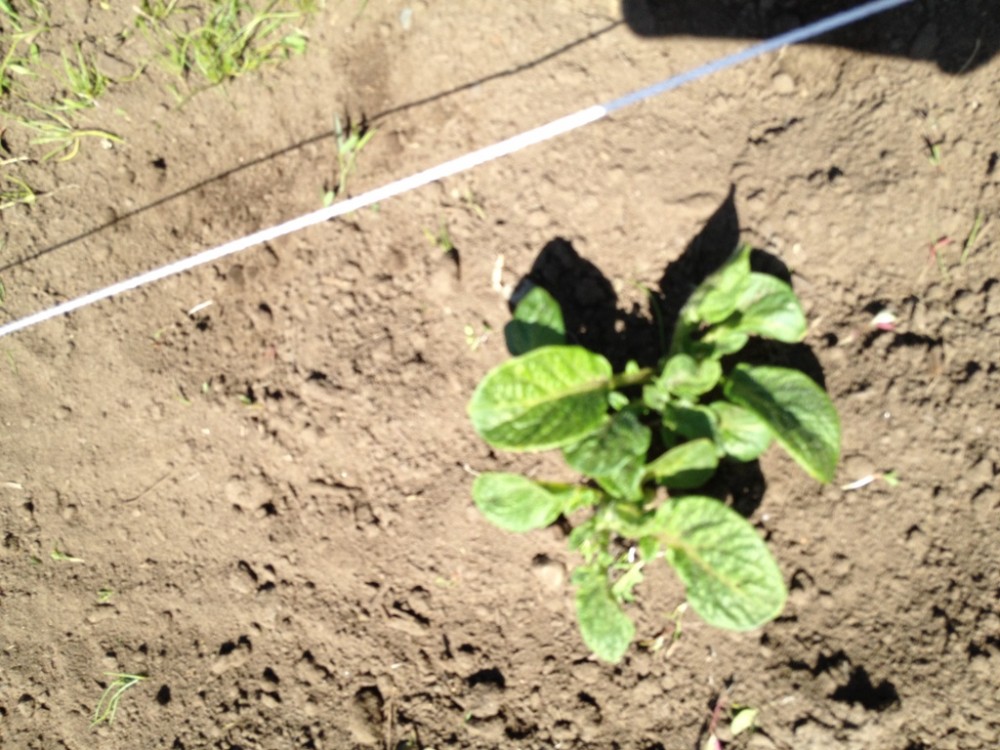 It's time to weed the potatoes!